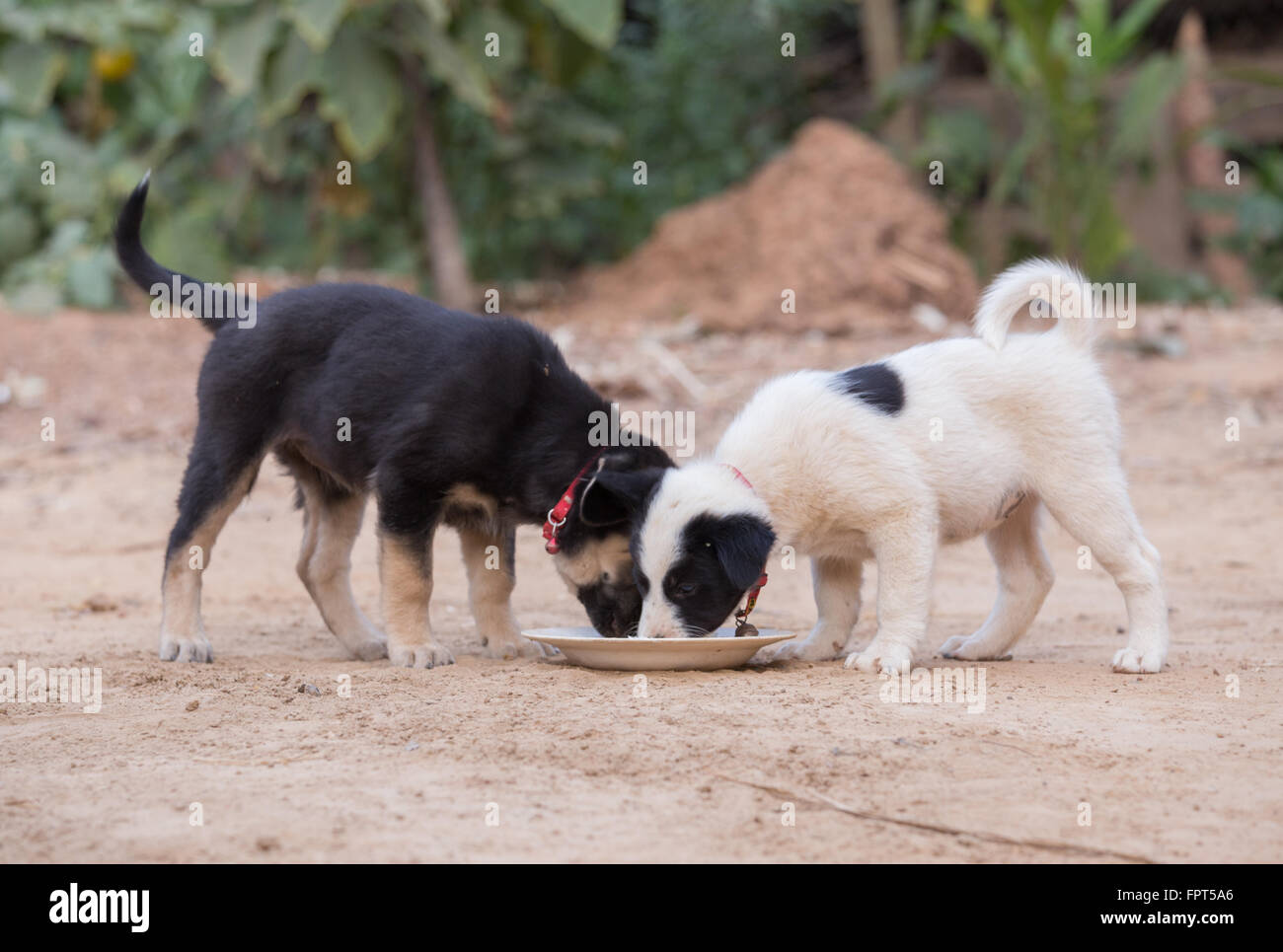 zwei Welpen Hund Essen auf dem Boden Stockfotografie - Alamy