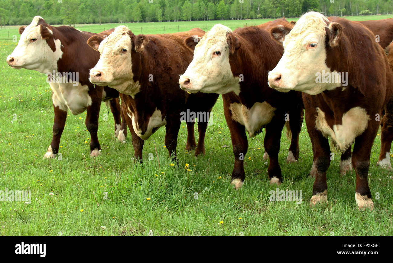 Beef cows -Fotos und -Bildmaterial in hoher Auflösung – Alamy