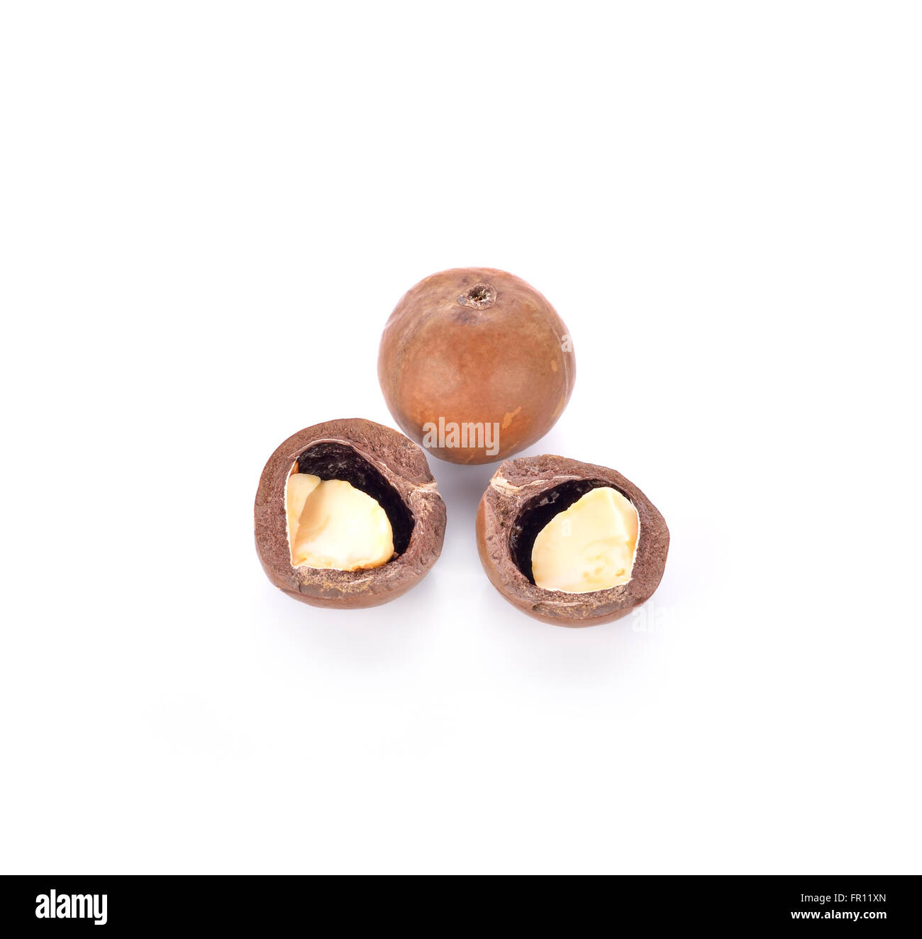 Queensland nuss -Fotos und -Bildmaterial in hoher Auflösung – Alamy