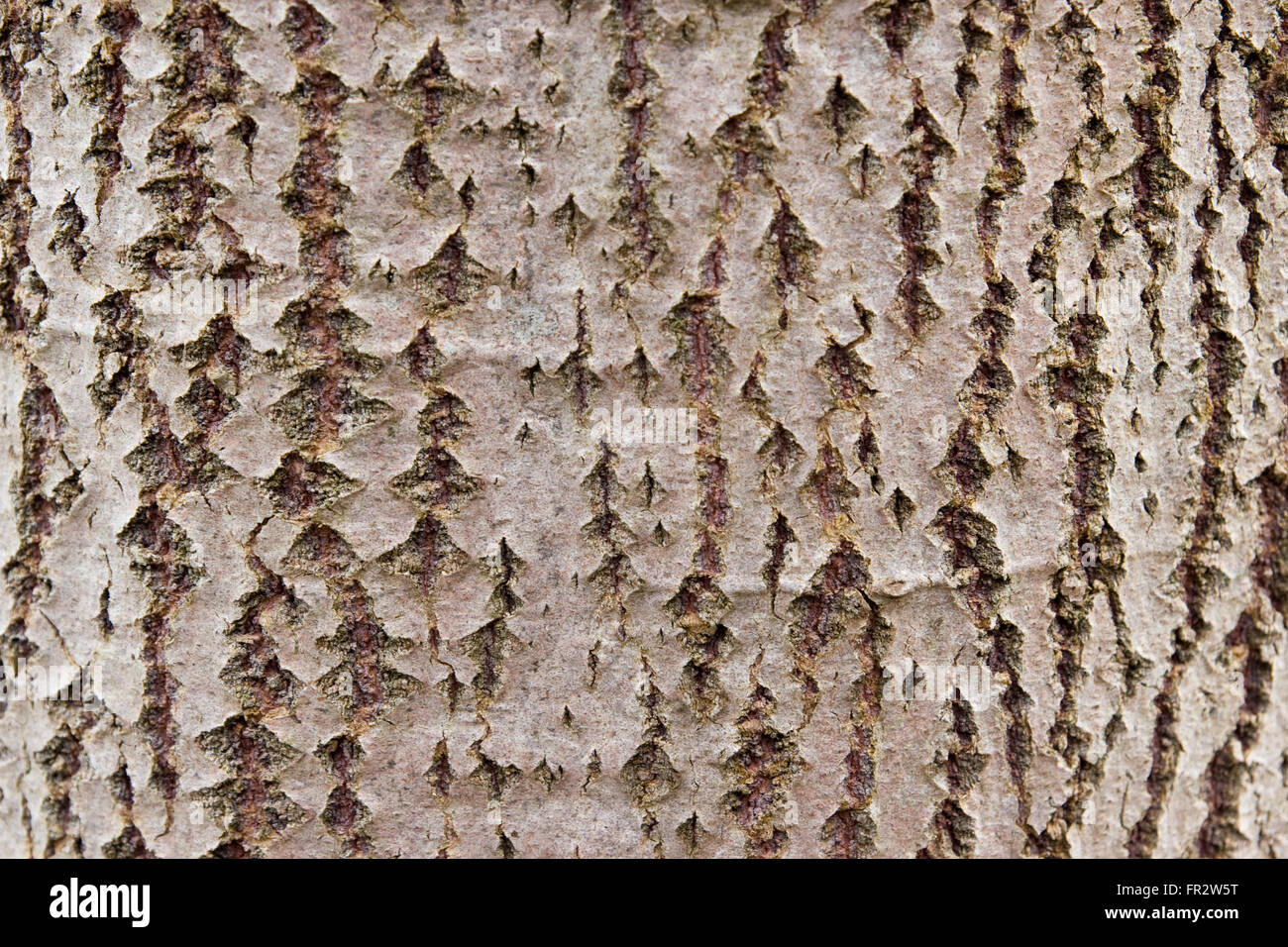 Baumrinde abstrakt -Fotos und -Bildmaterial in hoher Auflösung – Alamy