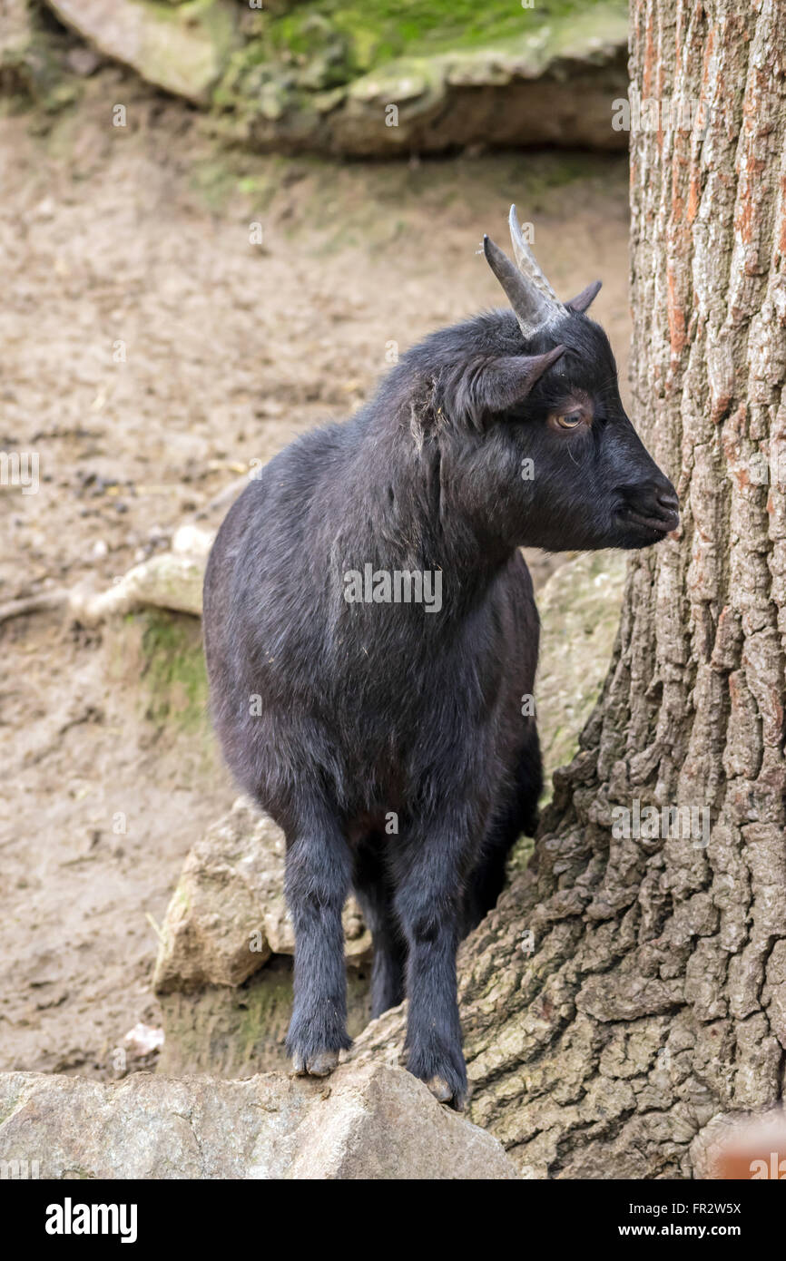 Cameroon dwarf goat -Fotos und -Bildmaterial in hoher Auflösung – Alamy