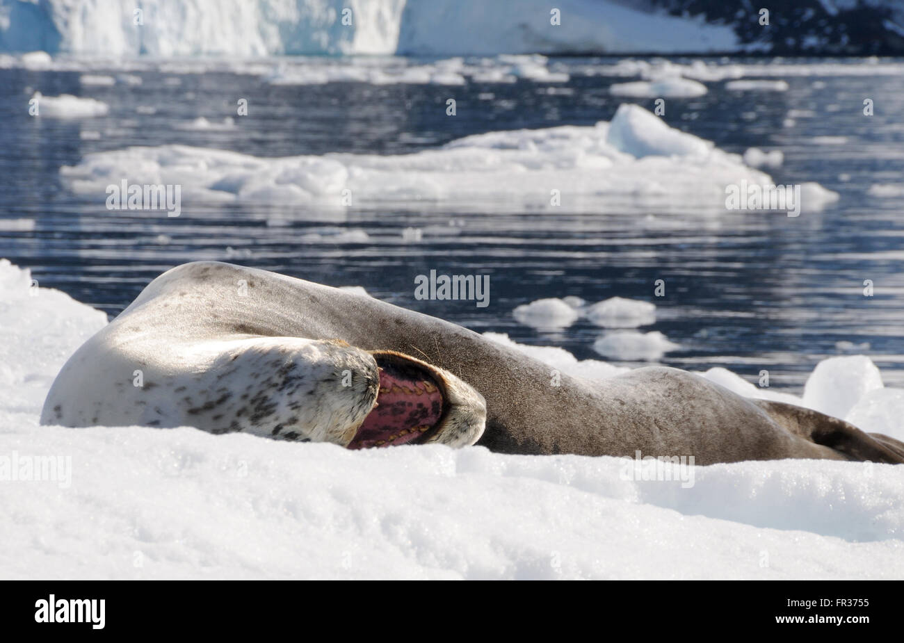Ein Seeleopard (Hydrurga Leptonyx) schläft auf einer Eisscholle mit ...