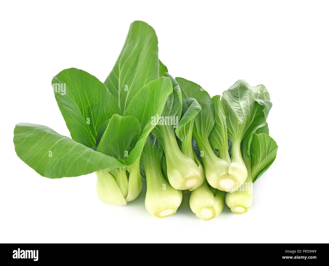 Bok choy isoliert -Fotos und -Bildmaterial in hoher Auflösung – Alamy