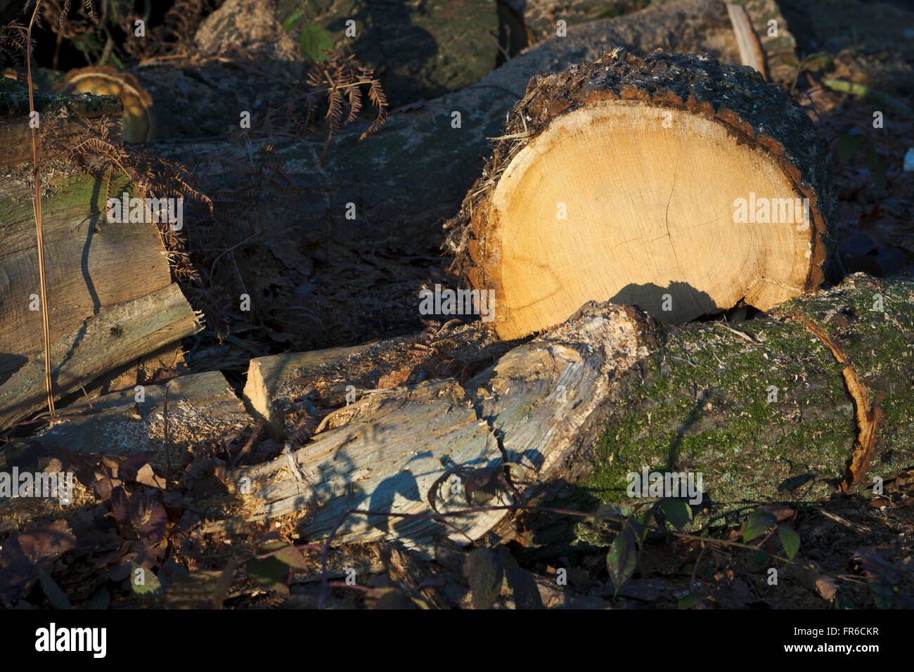 Holz aus nachhaltigem wald -Fotos und -Bildmaterial in hoher Auflösung ...