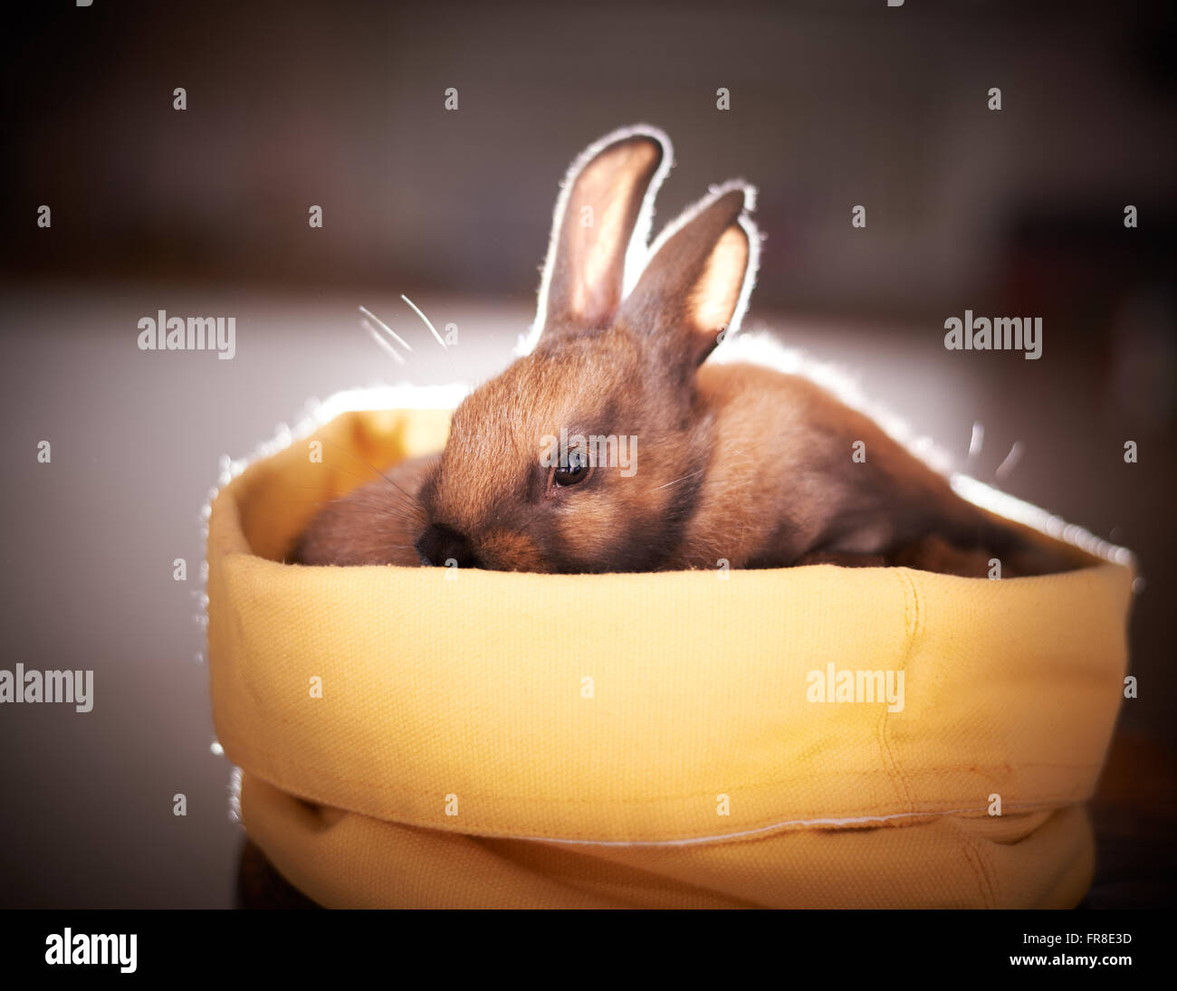 niedliche kleine Häschen in einem Korb Stockfotografie - Alamy