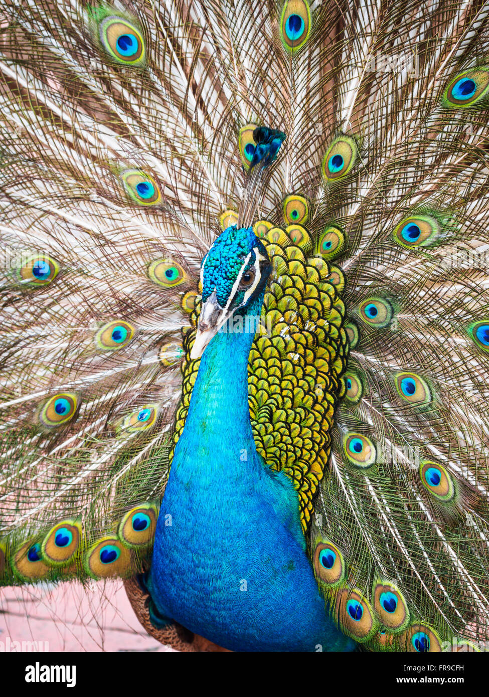 Männliche blaue Pfau (Pavo Cristatus) zeigt mit seinem Endstück ...