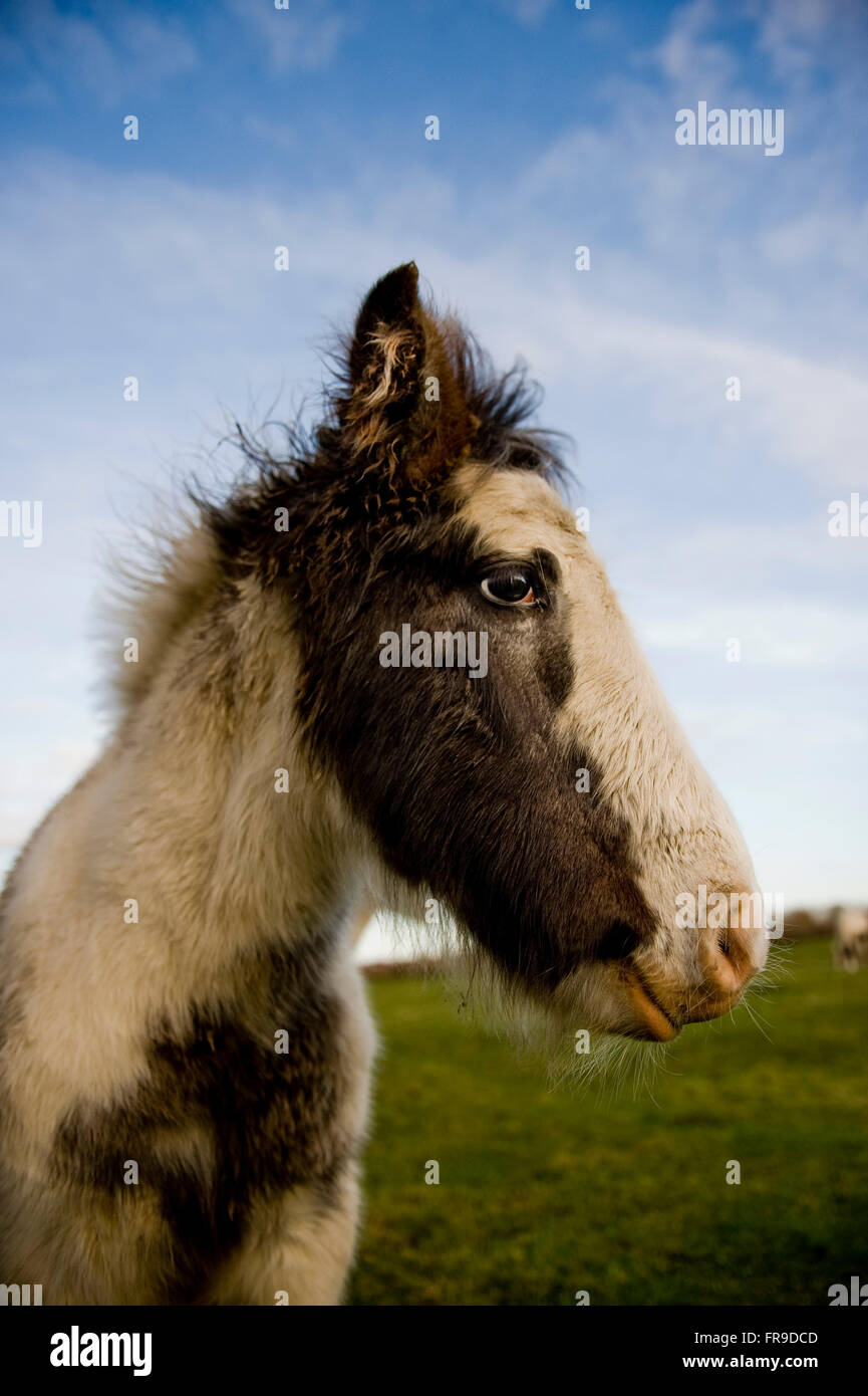 Wildpferd auf Oxford Port Wiese. Einige Häuser in angrenzenden ...