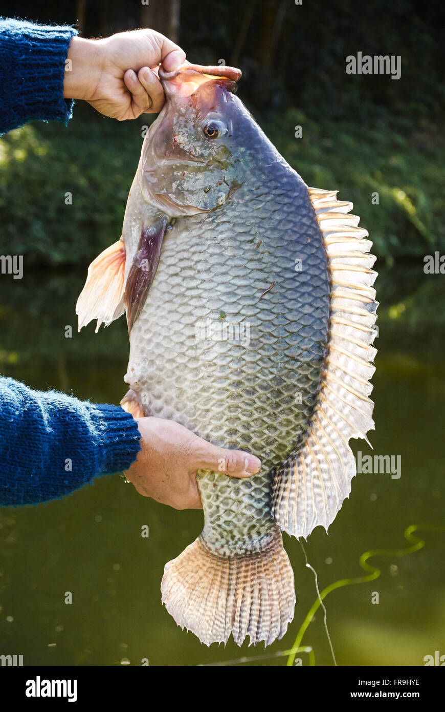 Tiere im sport -Fotos und -Bildmaterial in hoher Auflösung – Alamy