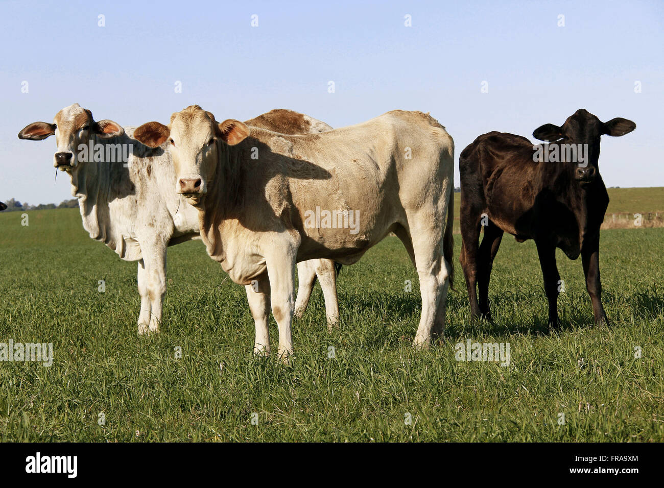 Zebu rinder -Fotos und -Bildmaterial in hoher Auflösung – Alamy