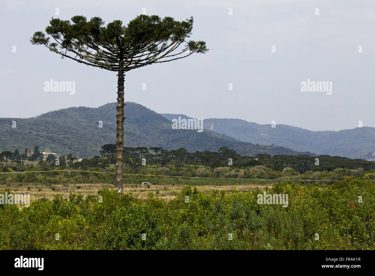 Araucaria Angustifolia Stockfotos und -bilder Kaufen - Alamy