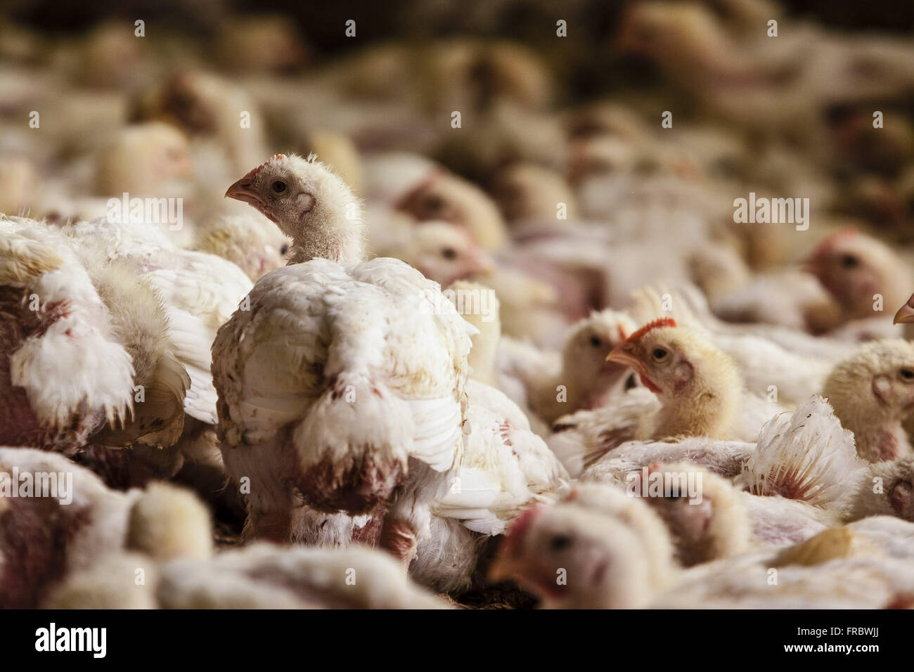 Animals for slaughter -Fotos und -Bildmaterial in hoher Auflösung – Alamy