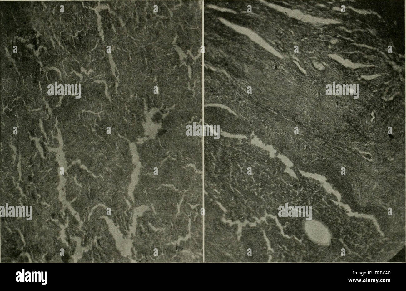 Diese Zeitschrift, die 1906 veröffentlicht wurde, behandelt ...