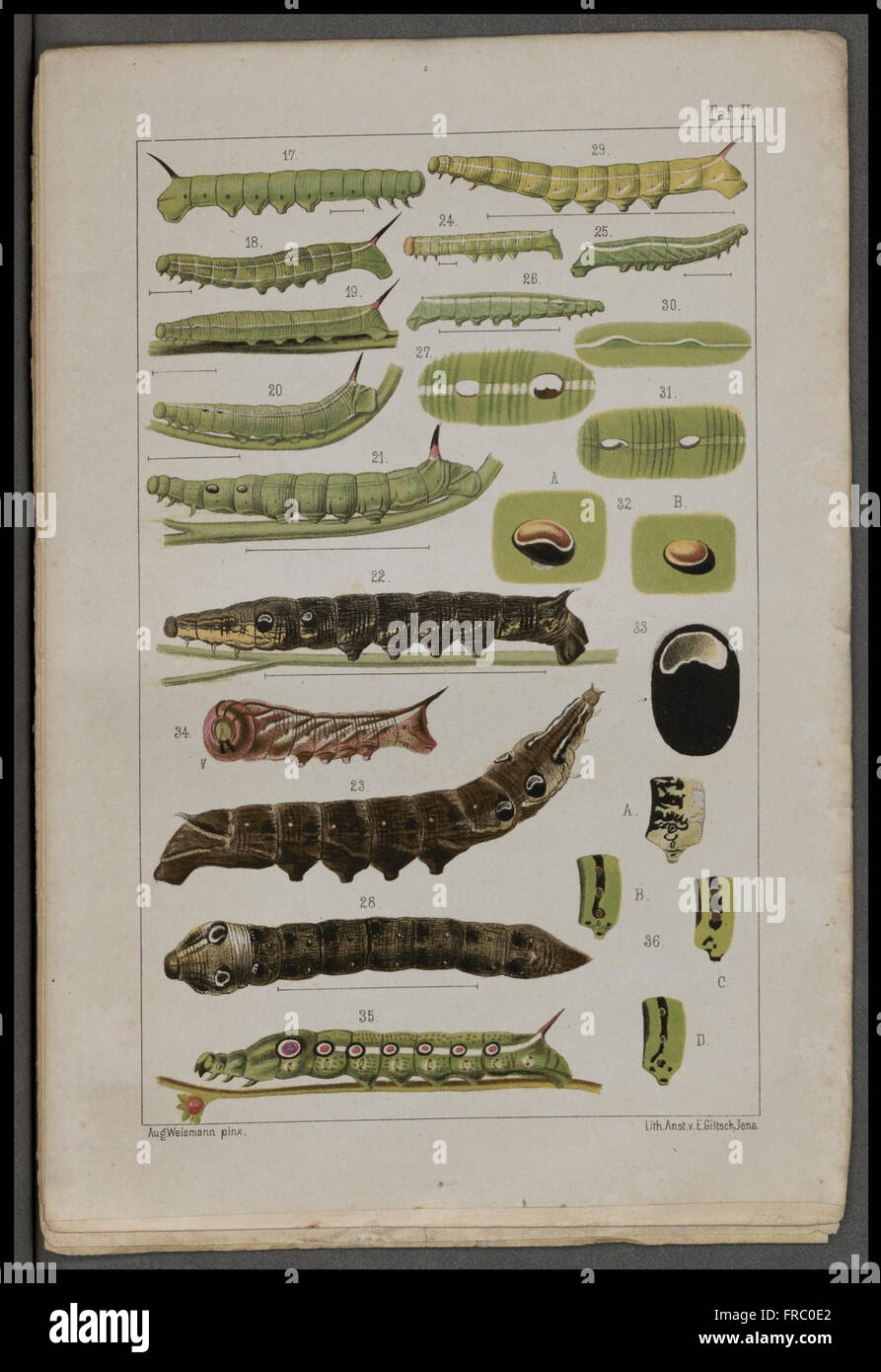 Diese wissenschaftliche Arbeit erforscht die Theorie der Abstammung und ...