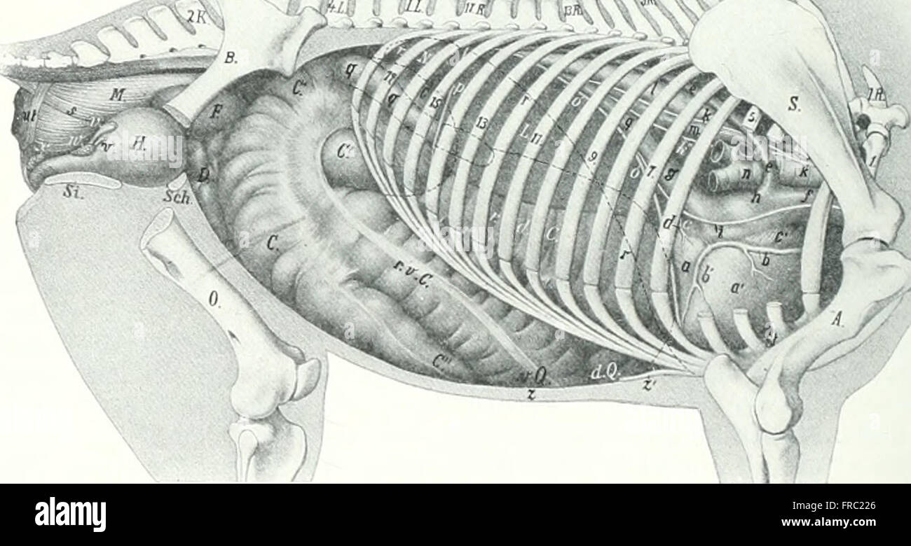„Anatomie der Haustiere“ (1914) enthält detaillierte anatomische ...