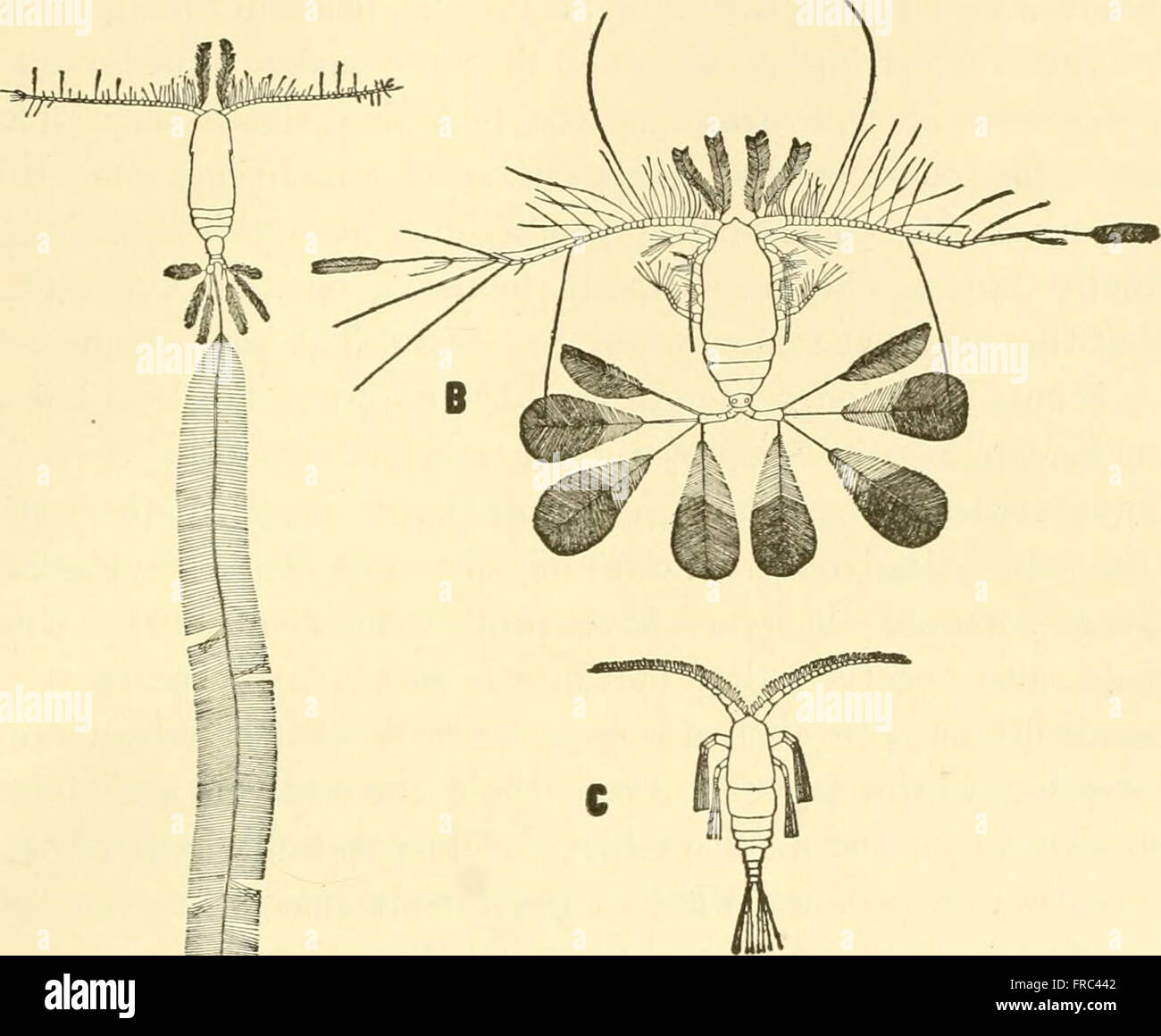 „Evolution and Adaptation“ (1903) untersucht die Prinzipien der ...