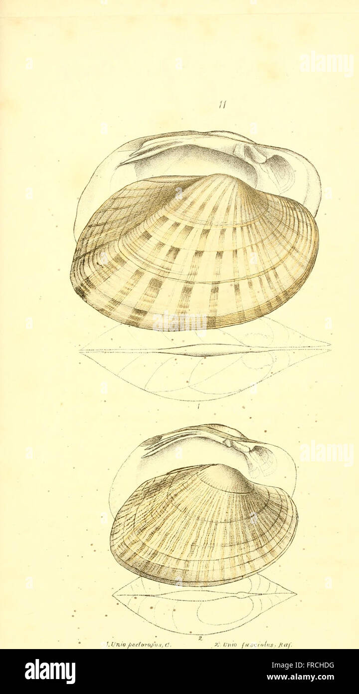 Diese Monografie über die Familie der Unionidae zeigt detaillierte ...
