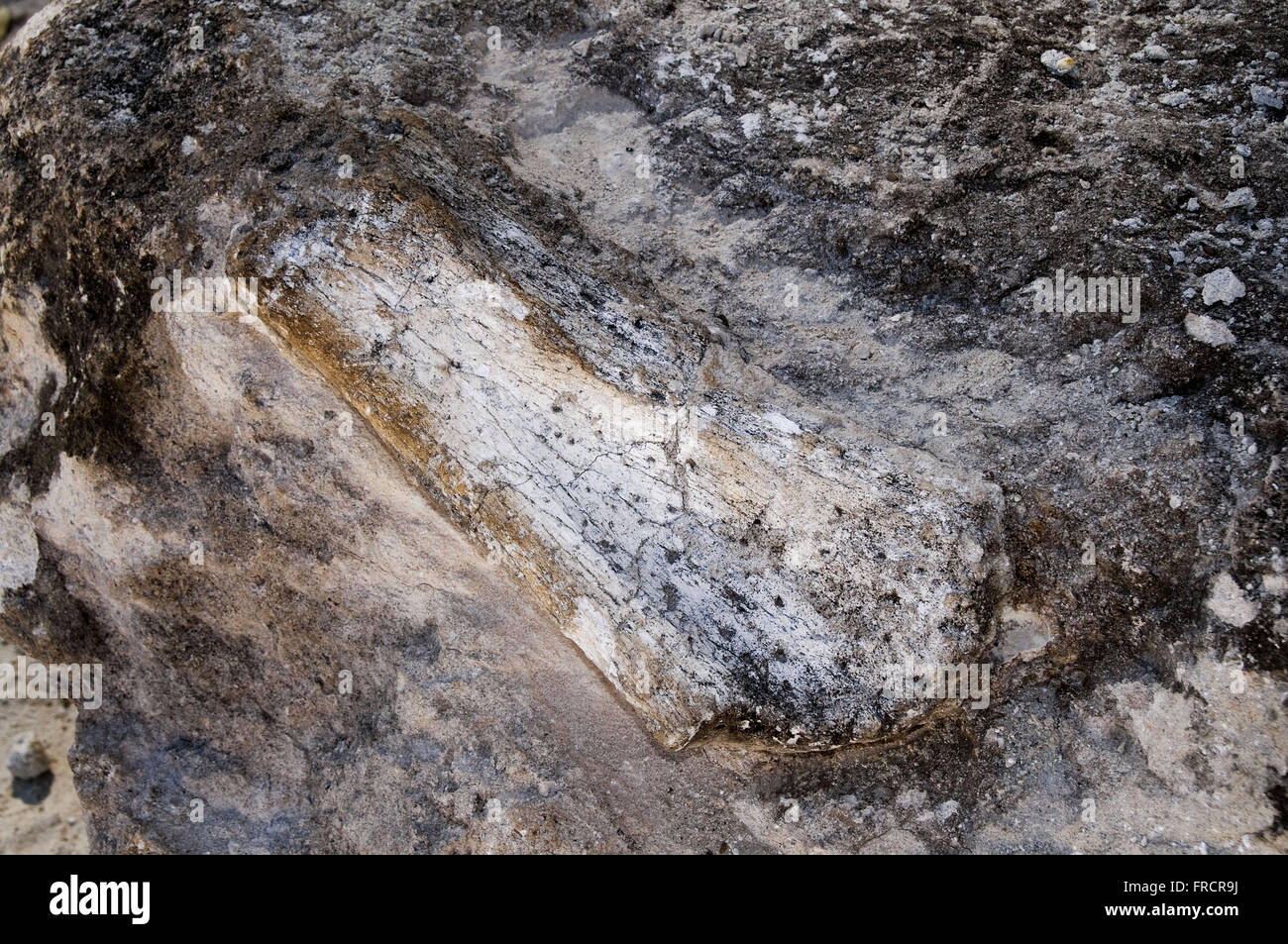 70 millionen jahre alt -Fotos und -Bildmaterial in hoher Auflösung – Alamy