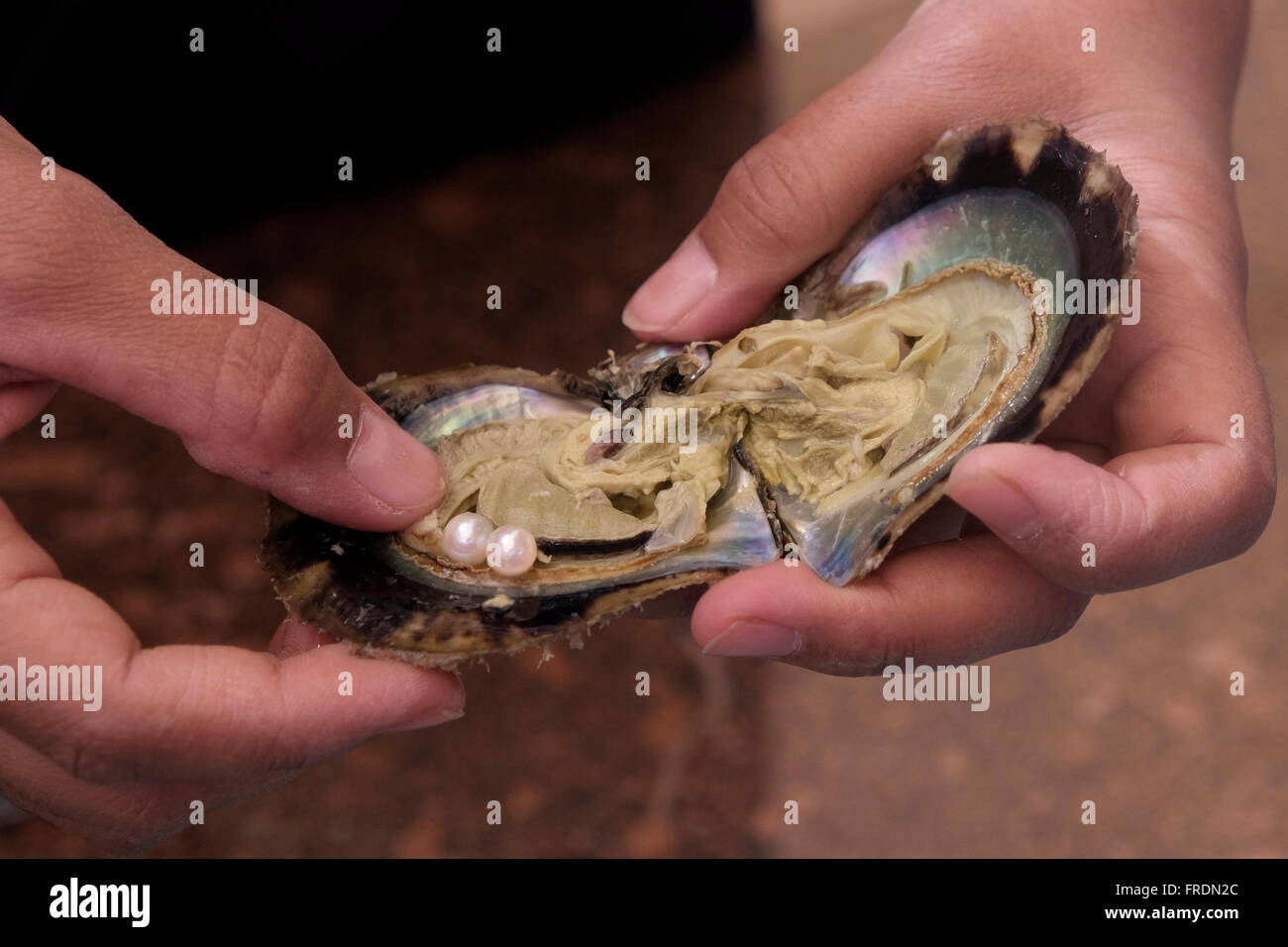 Eine neu eröffnetes Akoya Perle Auster zeigt die kultivierte Perle, die ...