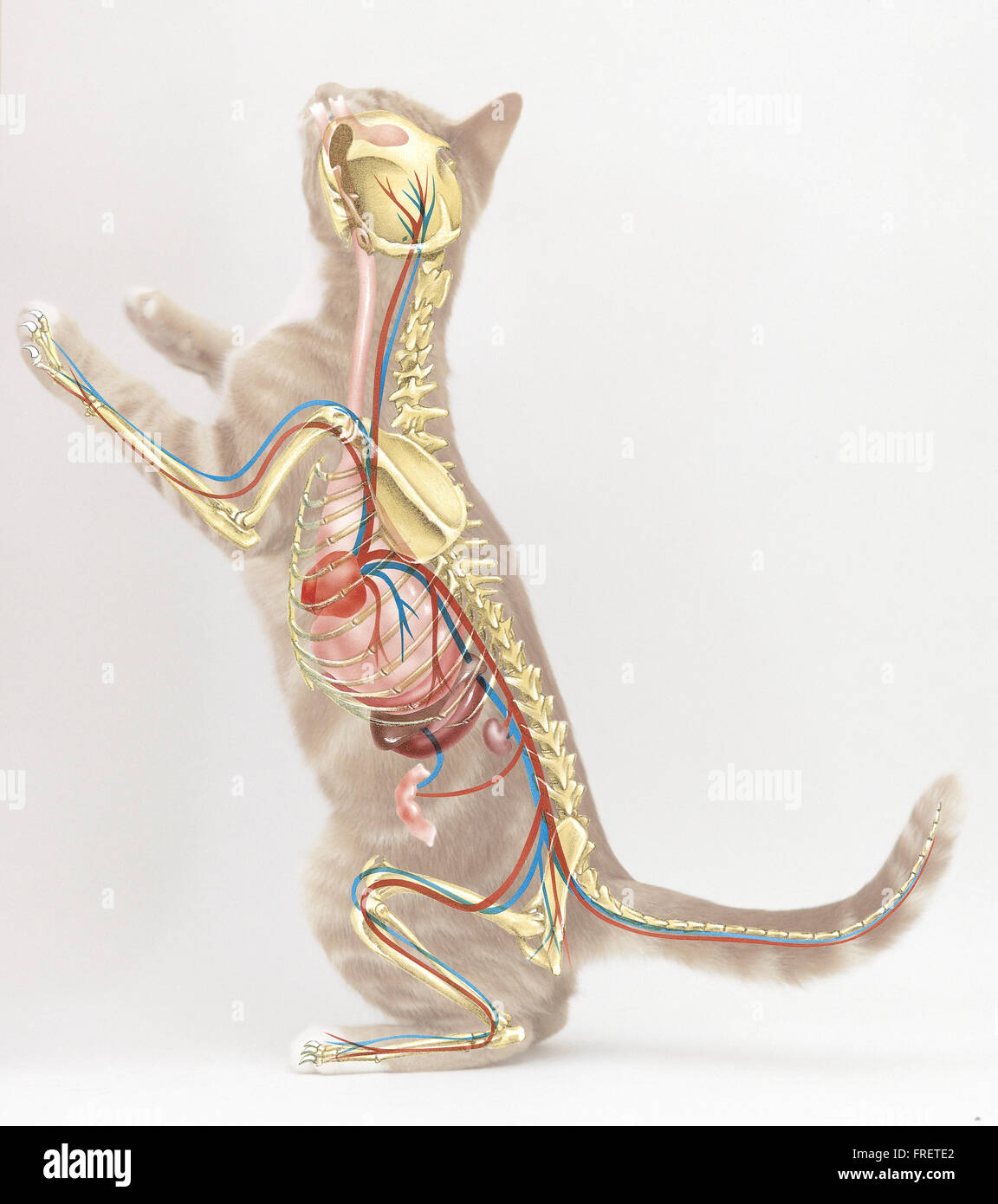Katzen Skelett Stockfotos und -bilder Kaufen - Alamy