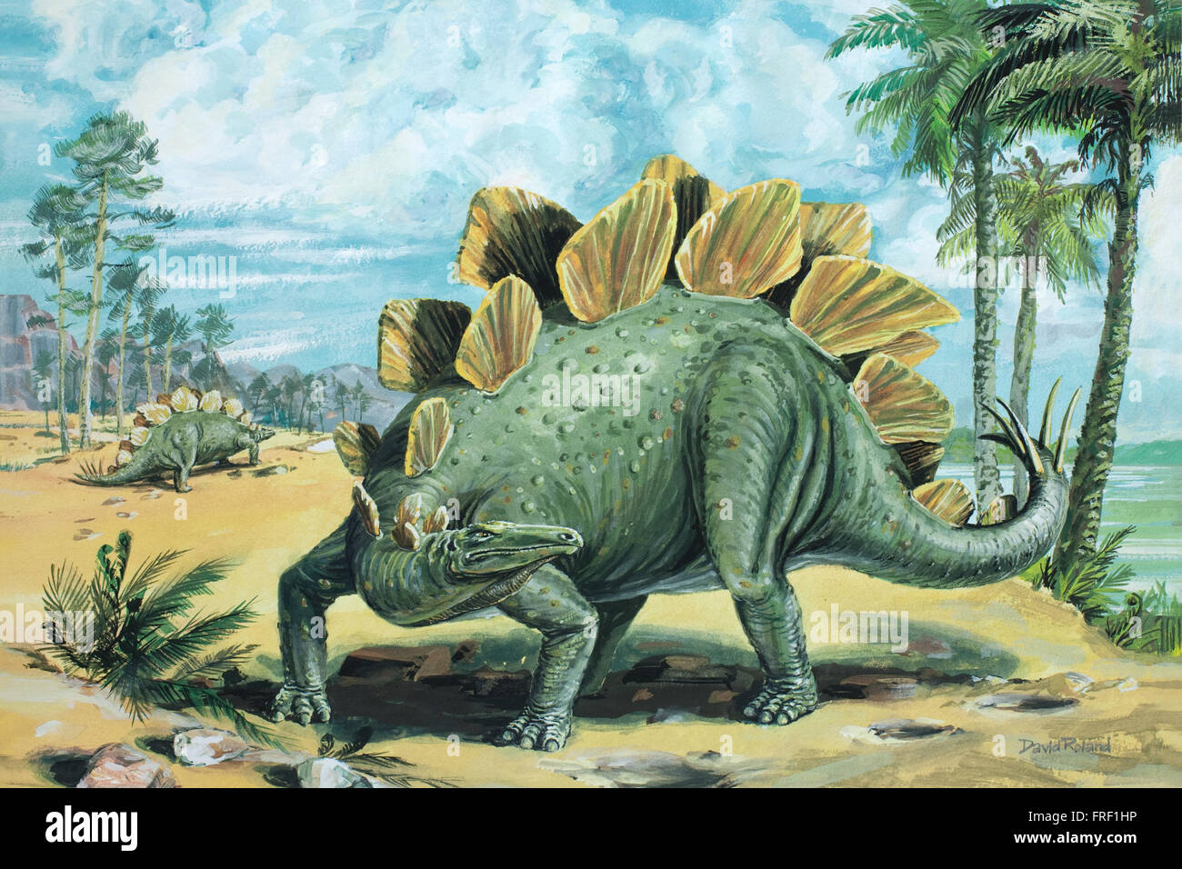 Stegosaurus Tail Stockfotos und -bilder Kaufen - Alamy