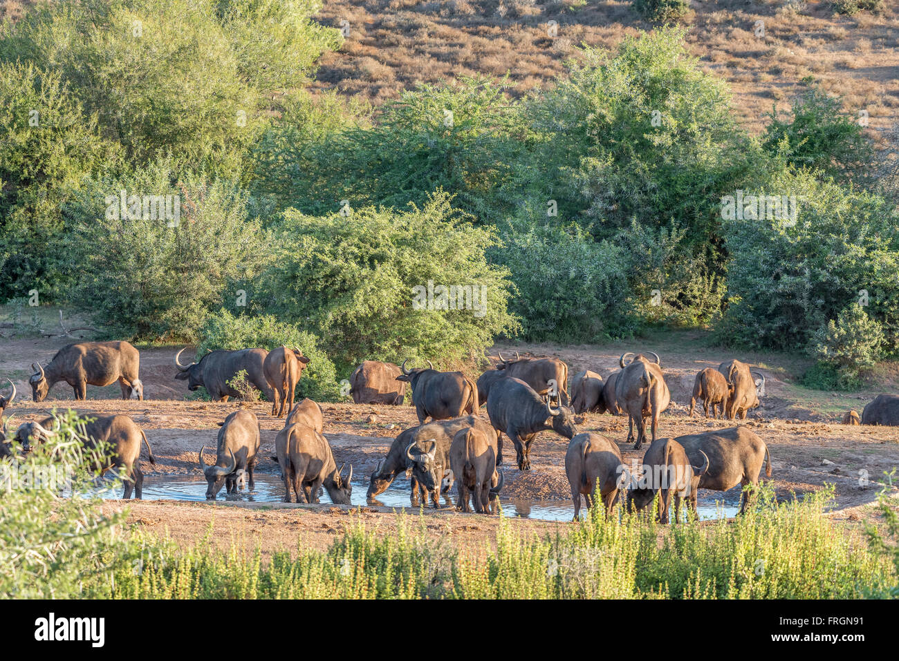 Ein Büffel-Herde trinken bei Sonnenuntergang an der Wasserstelle Nyati ...