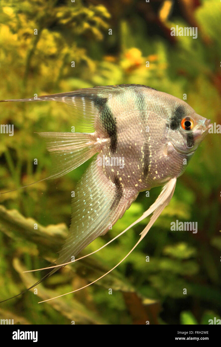 Grauer engelsfisch Stockfotos und -bilder Kaufen - Alamy