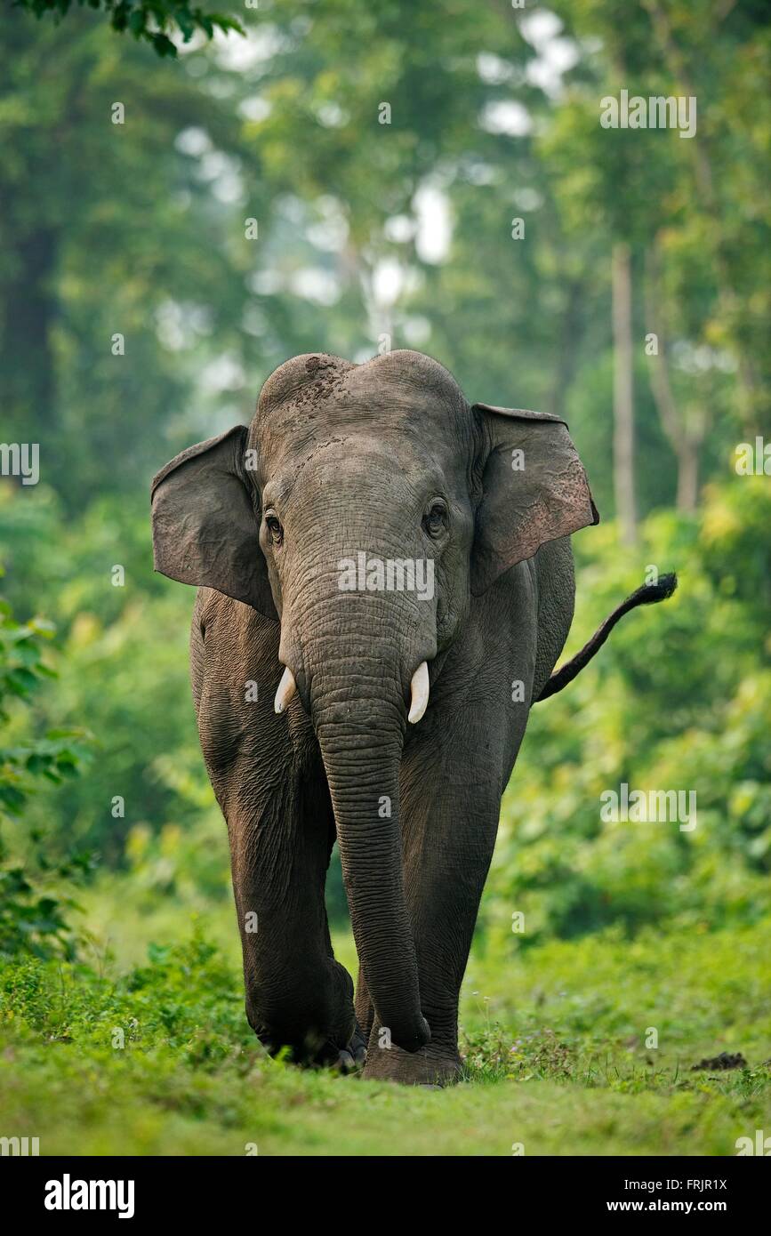 Wald elefant -Fotos und -Bildmaterial in hoher Auflösung – Alamy