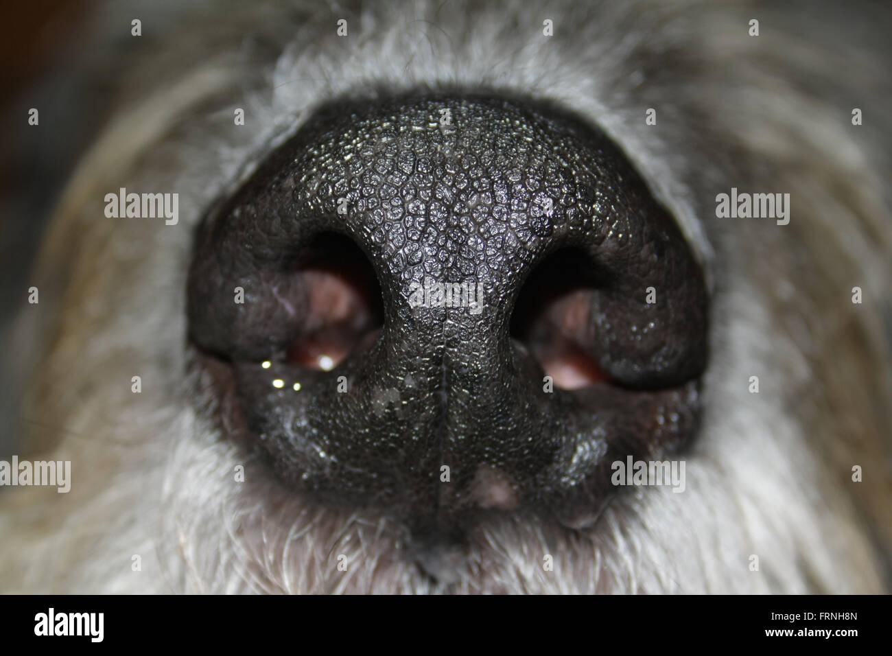 Die hundenase -Fotos und -Bildmaterial in hoher Auflösung – Alamy