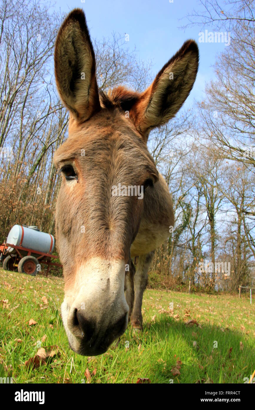 Esel kopf -Fotos und -Bildmaterial in hoher Auflösung – Alamy