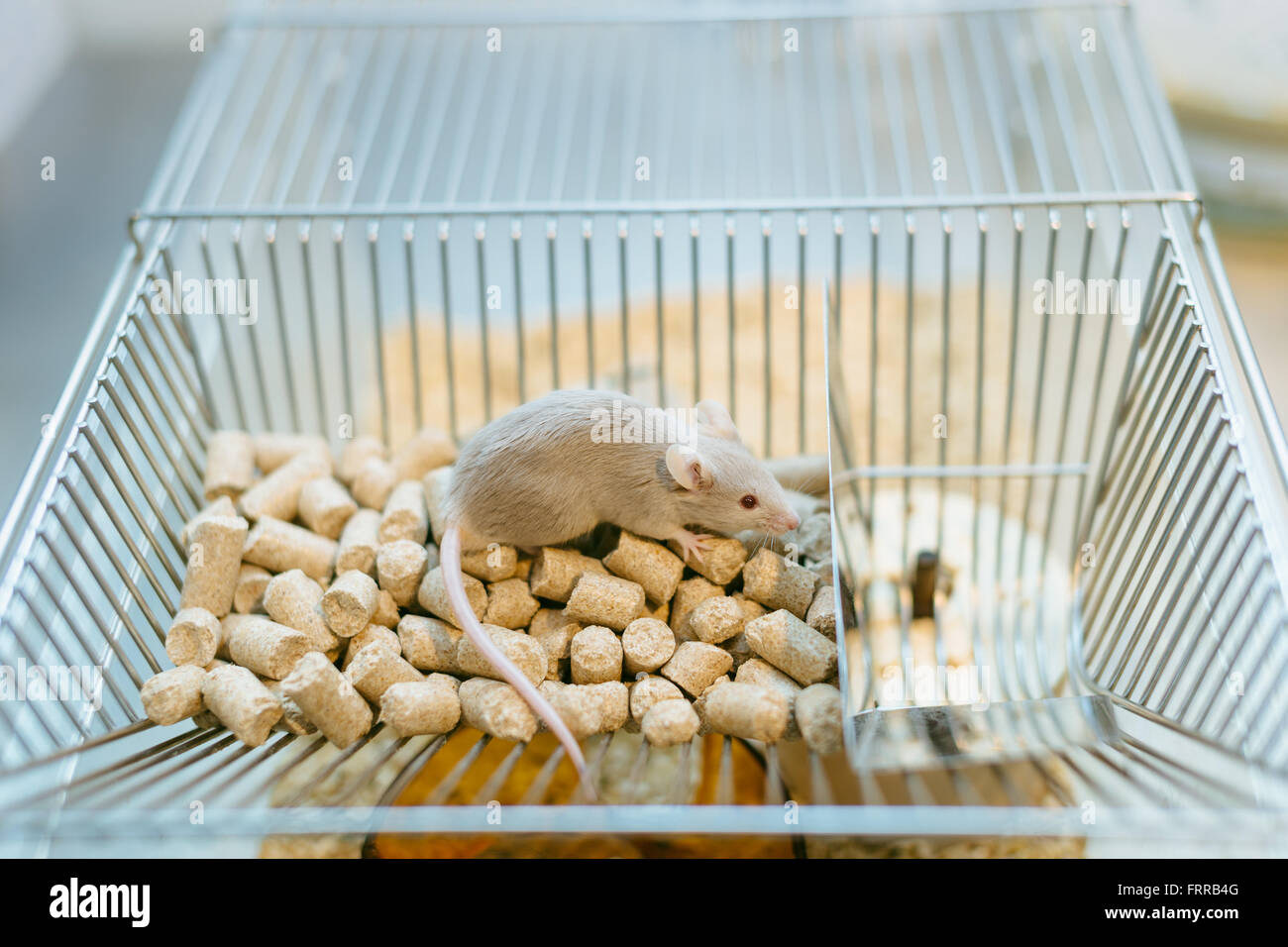 Lab mice testing -Fotos und -Bildmaterial in hoher Auflösung – Alamy