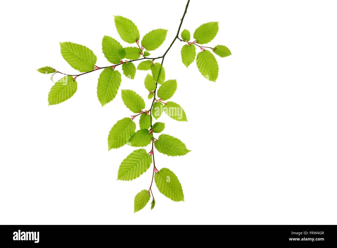 Carpinus zweig -Fotos und -Bildmaterial in hoher Auflösung – Alamy