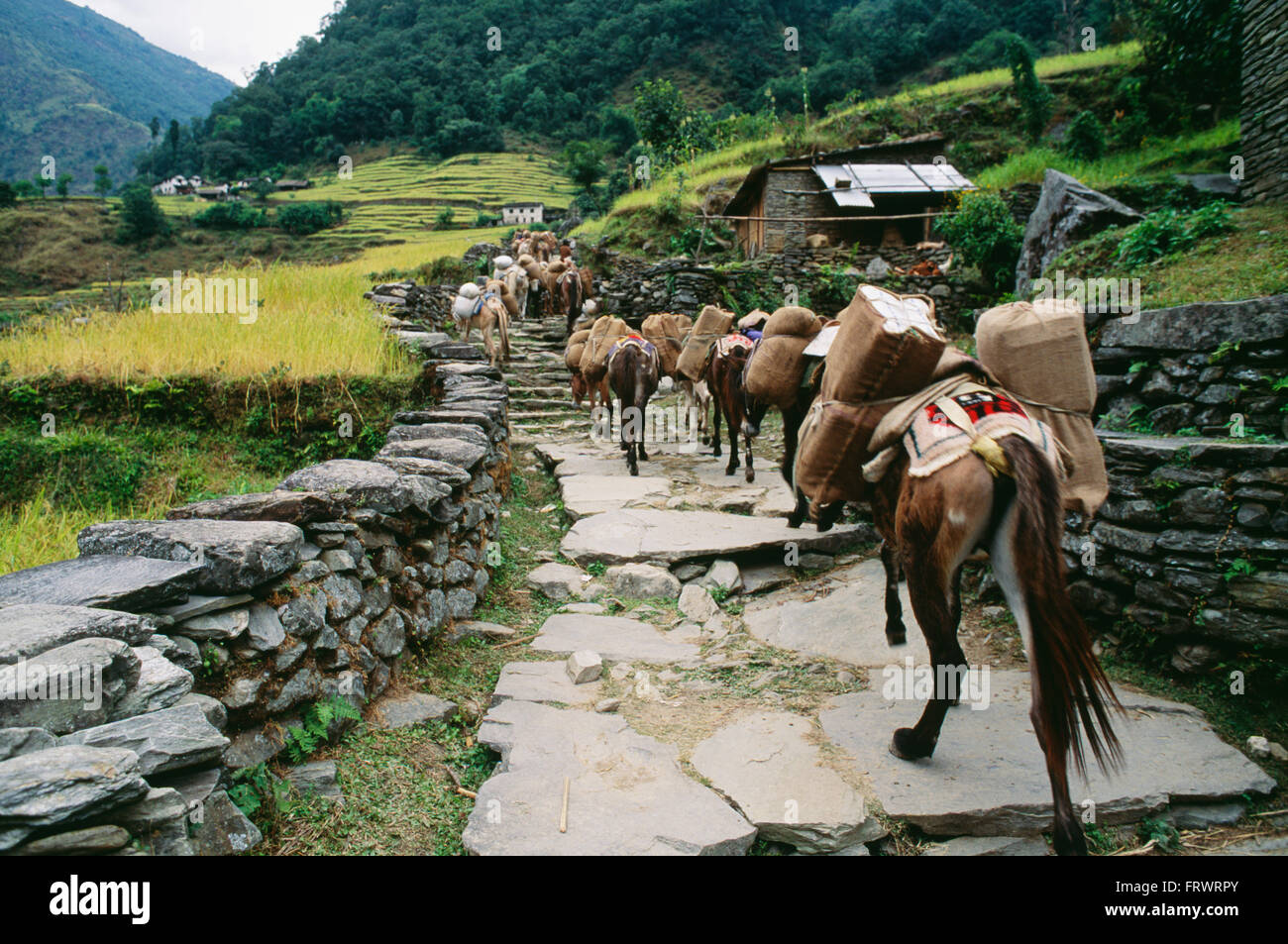 Esel, die vorräte zum berg tragen -Fotos und -Bildmaterial in hoher ...