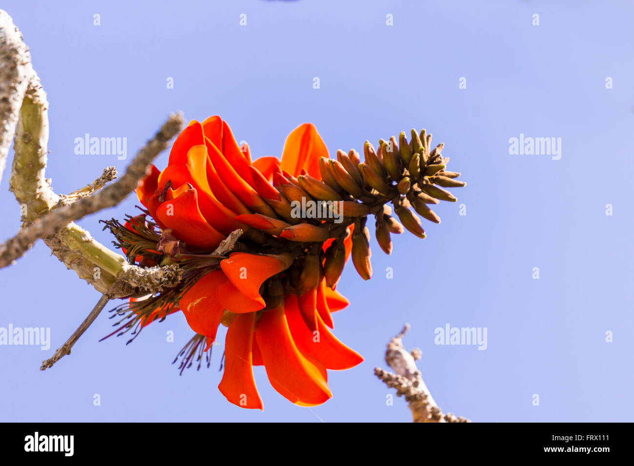 Flame coral tree -Fotos und -Bildmaterial in hoher Auflösung – Alamy