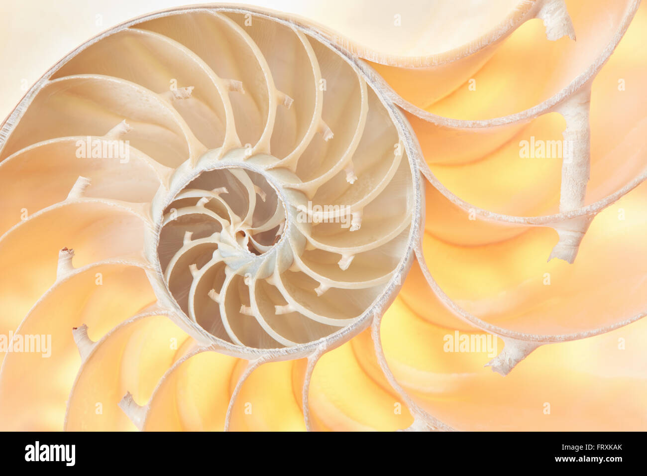 Nautilus Shell Abschnitt, perfekte Fibonacci-Muster-Hintergrund ...