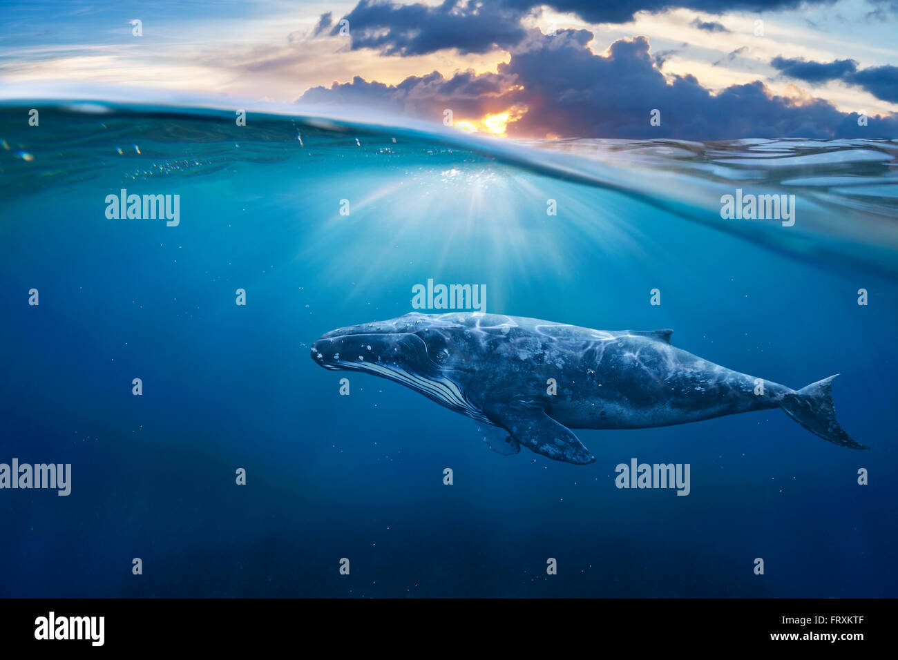 Wal auge -Fotos und -Bildmaterial in hoher Auflösung – Alamy