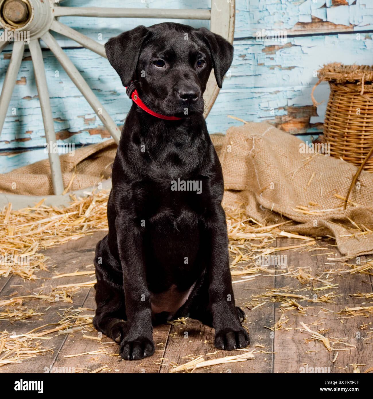 Black Labrador Retriever Puppy Stockfotos und -bilder Kaufen - Alamy