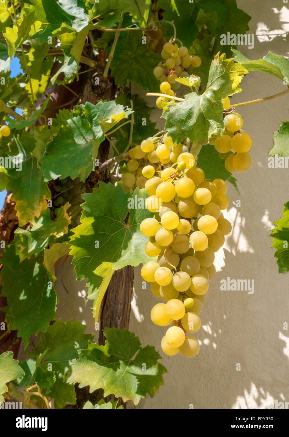 Bei einem weinstock -Fotos und -Bildmaterial in hoher Auflösung – Alamy