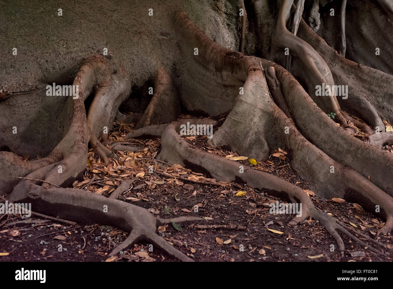 Großer baum mit freiliegenden wurzeln -Fotos und -Bildmaterial in hoher ...