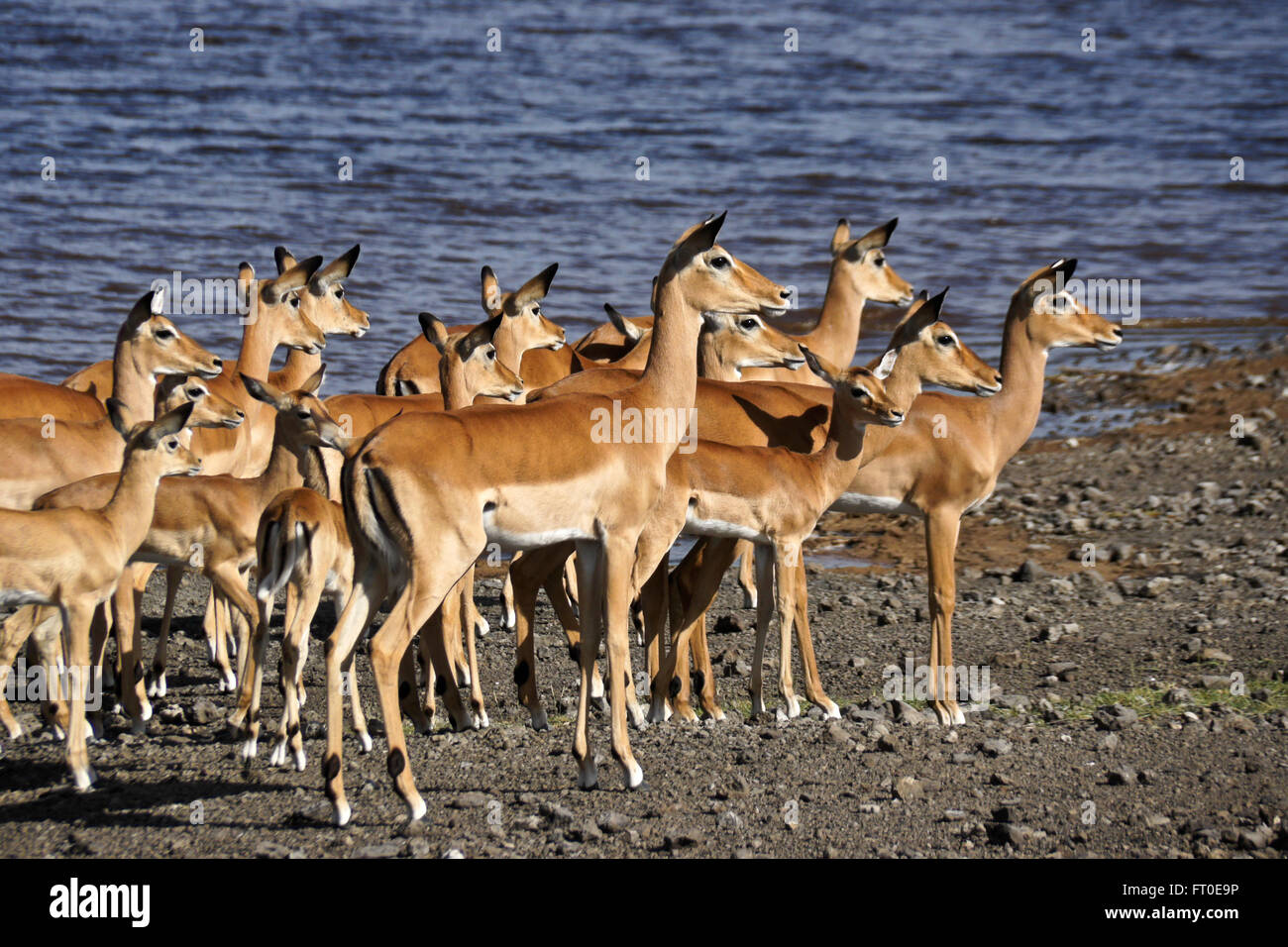 Weiblicher harem -Fotos und -Bildmaterial in hoher Auflösung – Alamy