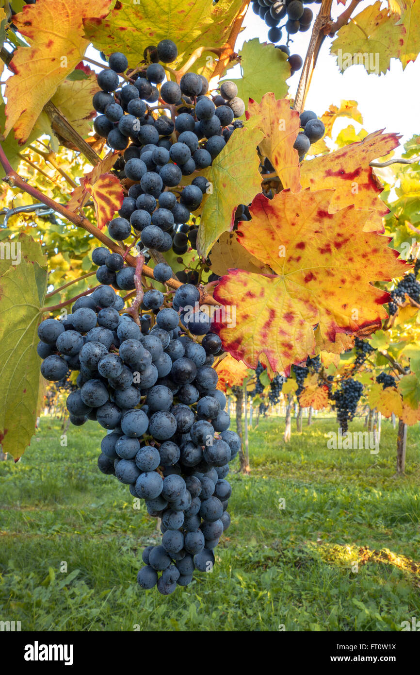 Weinranke rebe blatt -Fotos und -Bildmaterial in hoher Auflösung ...