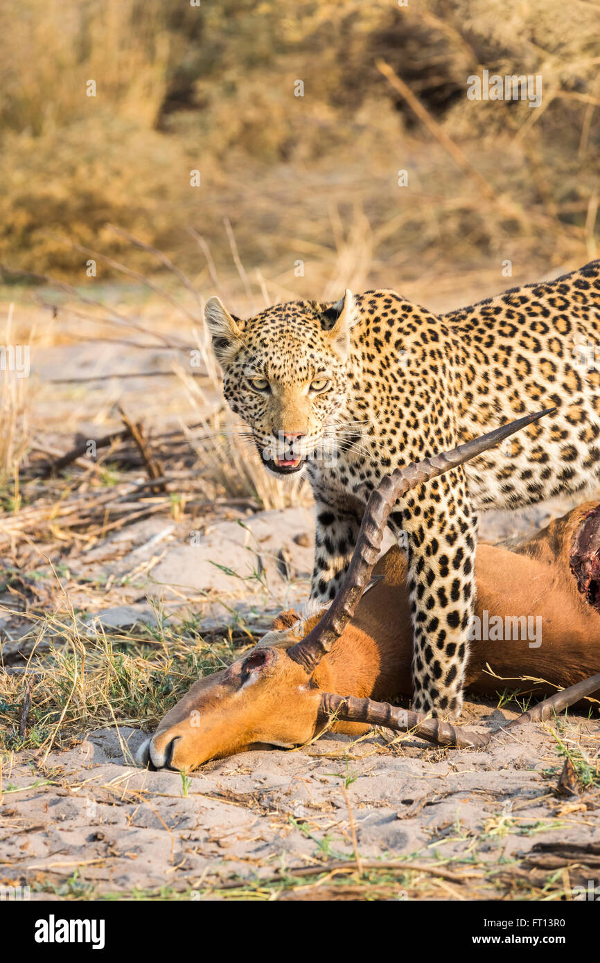 Leopard (Panthera Pardus) mit seiner Beute, ein männlicher Impala ...