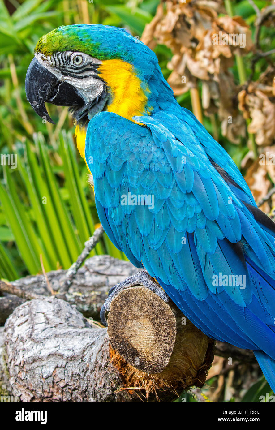 Blauara papagei -Fotos und -Bildmaterial in hoher Auflösung – Alamy
