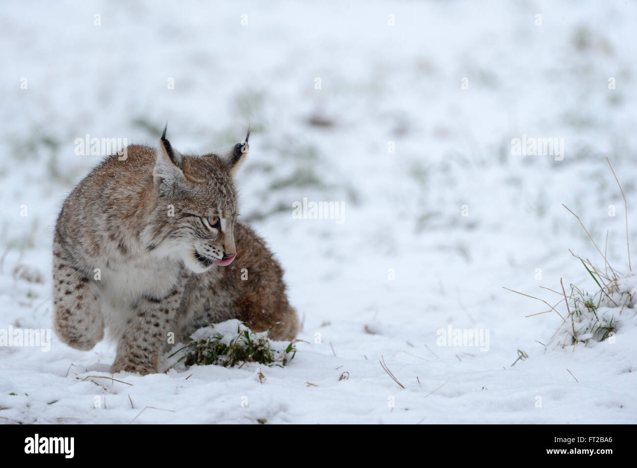 Eurasian lynx snow cub -Fotos und -Bildmaterial in hoher Auflösung – Alamy