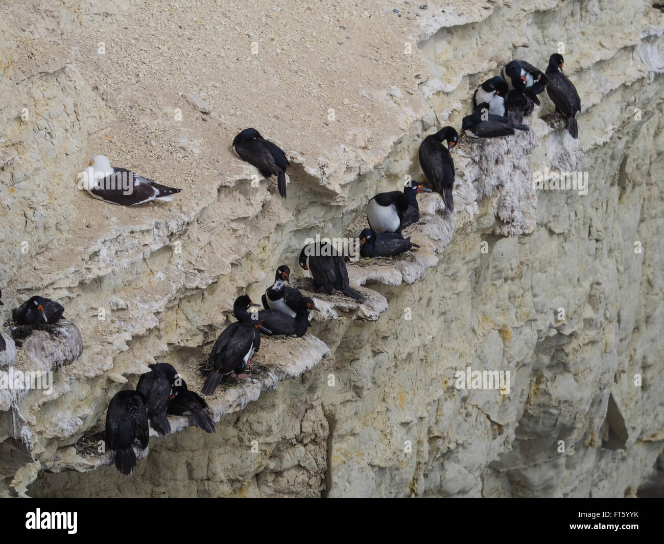 Rock, Shag (Phalacrocorax Magellanicus) oder Magellan Kormoran-Kolonie ...