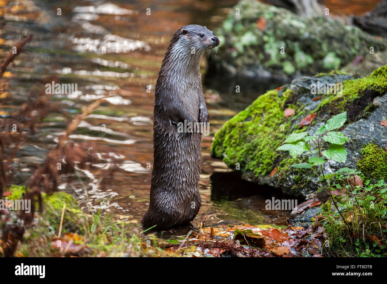 Warnung Europäische River Otter (Lutra Lutra) stehend auf Hinterbeinen ...