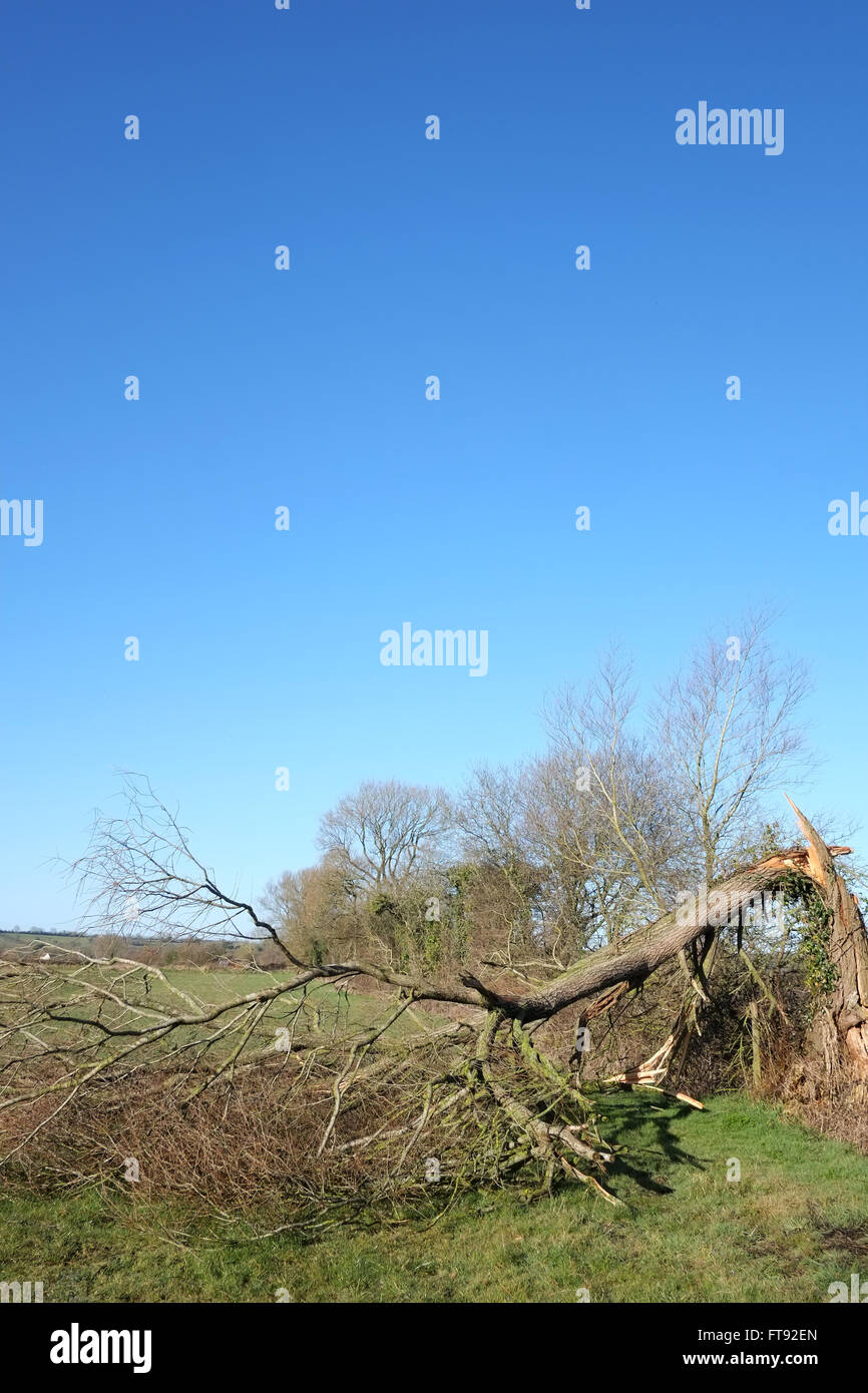 Alter baum in einem sturm -Fotos und -Bildmaterial in hoher Auflösung ...