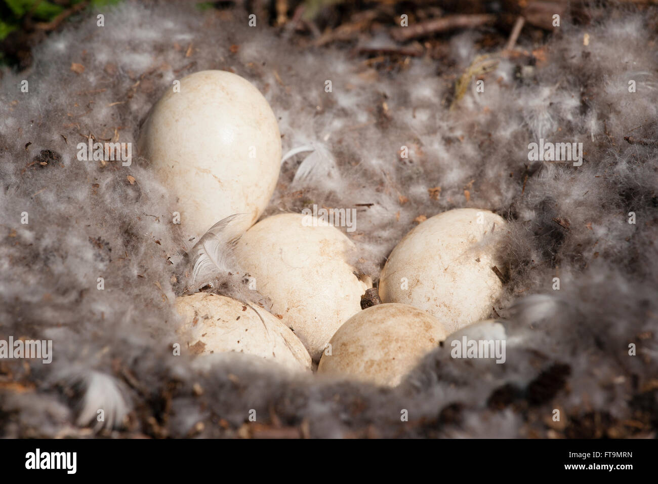 Gänse eier -Fotos und -Bildmaterial in hoher Auflösung – Alamy
