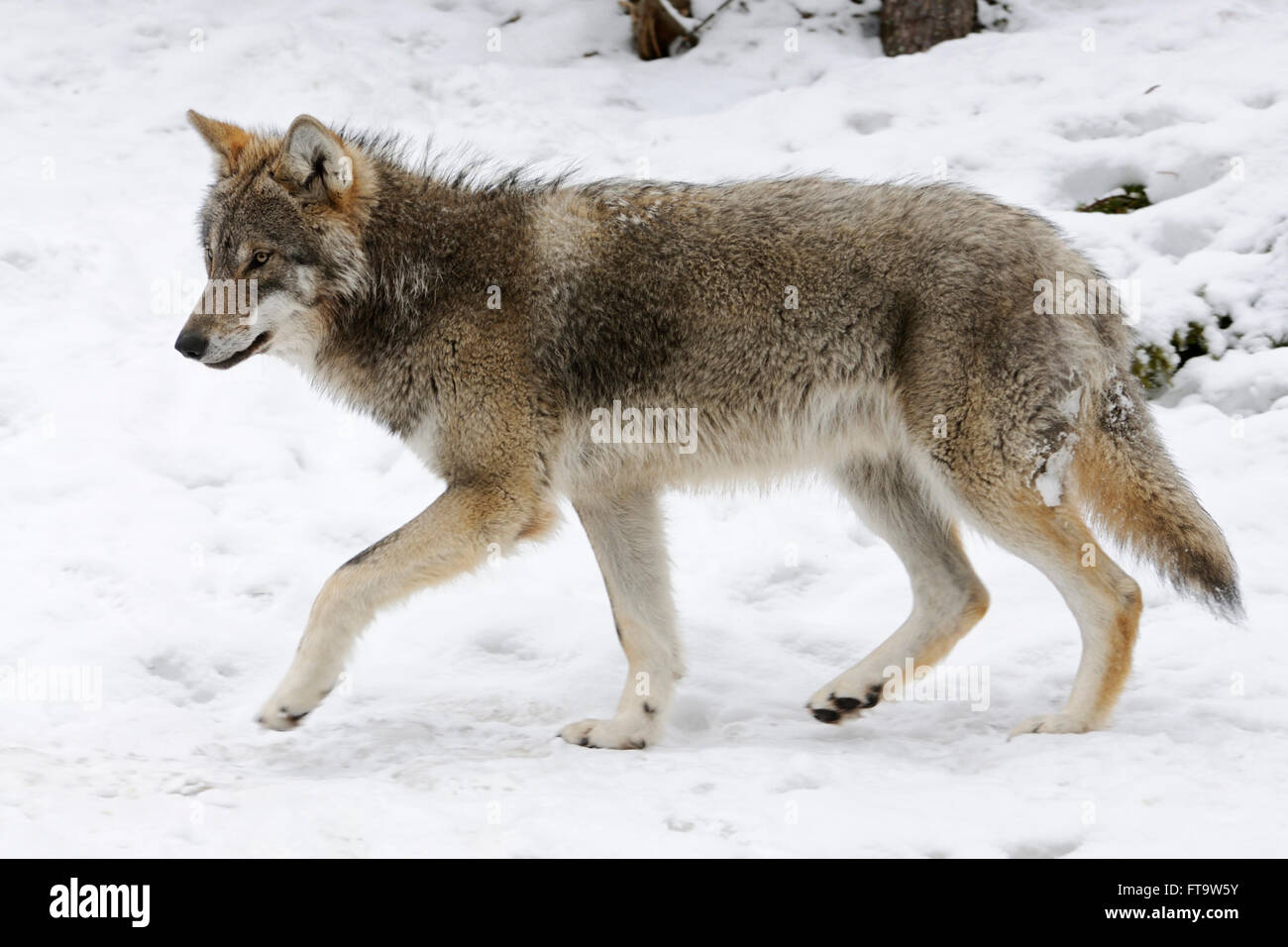 Raubtier winter wolf grauer wolf -Fotos und -Bildmaterial in hoher ...