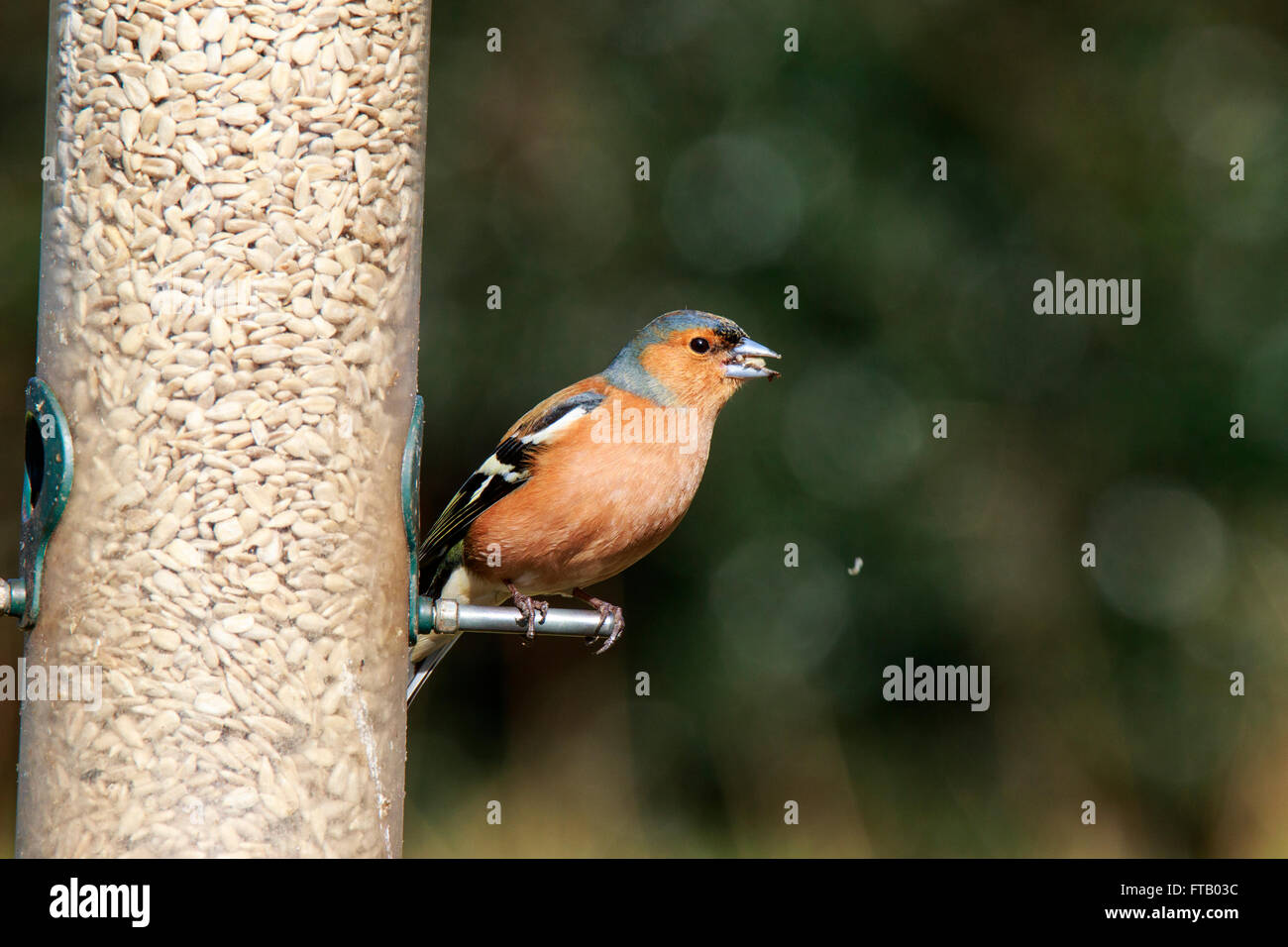 Buchfink Frigilla Coelebs Männchen ernähren sich von Sonnenblumen ...