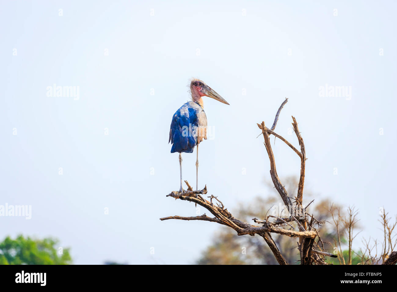 Marabou Storch (Leptoptilos Crumenifer) hocken, Sandibe Camp Moremi ...